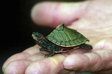 Phân loại rùa xanh mini ăn gì và cách nuôi dưỡng chúng