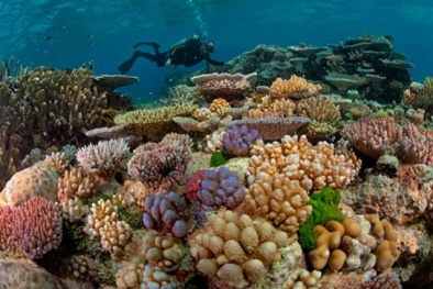 Khám phá đại dương - Bí ẩn và khám phá thế giới dưới lòng đại dương