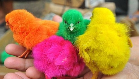 Ẩn họa khó lường từ gà con nhuộm màu