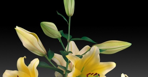 Nhân giống và sản xuất thành công hoa lily Manissa và Belladonna
