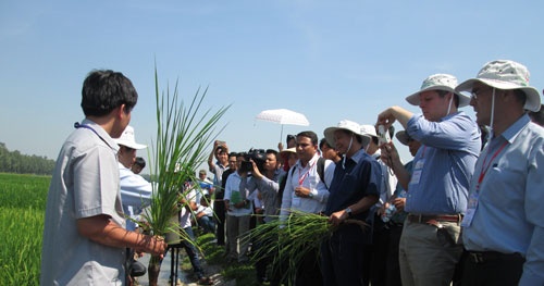 Trồng lúa theo Bộ tiêu chuẩn SRP để tăng năng suất