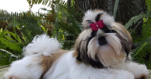 Kỹ thuật nuôi chó Shih Tzu sang chảnh, giỏi trông nhà
