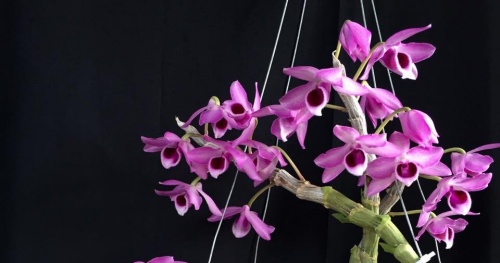 Kỹ thuật trồng và chăm sóc lan Trầm tím nở đúng dịp Tết đón Xuân rực rỡ