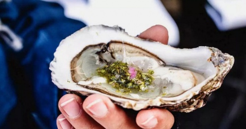 Thu hồi hàu Pacific Rim Shellfish do nhiễm khuẩn có ảnh hưởng đến sức ...