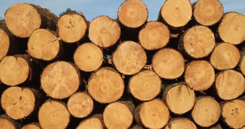 Bộ Công Thương ban hành Thông tư tạm ngừng kinh doanh gỗ từ rừng tự ...