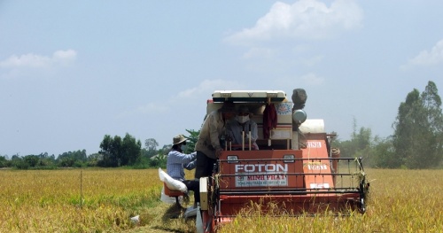 Đề xuất thành lập Hội đồng lúa gạo quốc gia