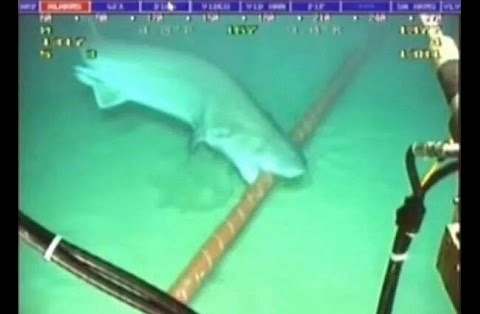 Clip: Hình ảnh cá mập cắn đứt cáp quang dưới đáy biển